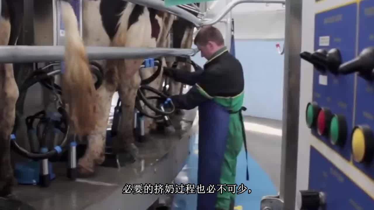 奶牛场是如何饲养奶牛的,这么规范化的操作还.