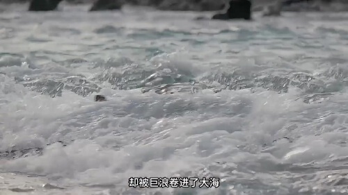 海狮妈妈养娃记:风浪中的双向奔赴动物的生活海狮成长计划老铁知识...
