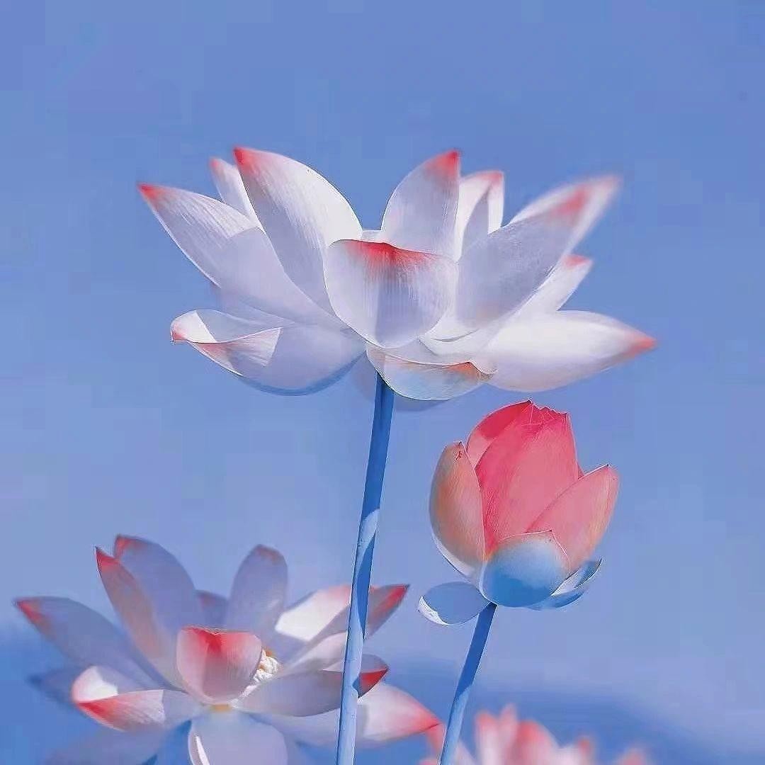 智能设计师秋露 