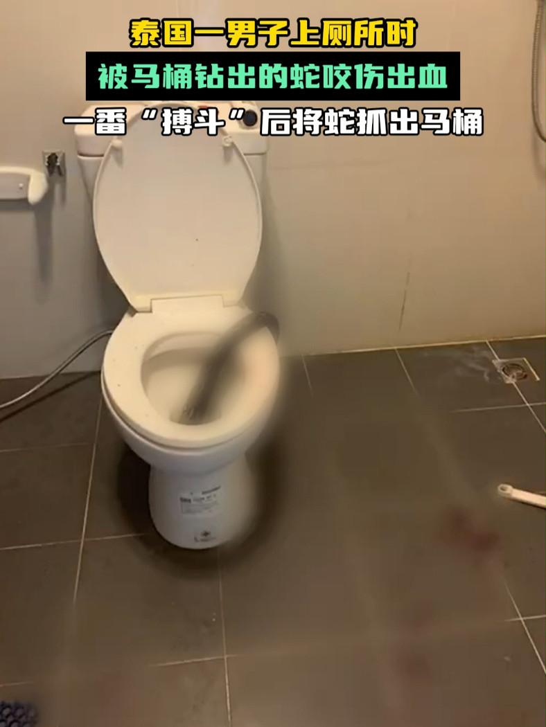 泰国一男子被马桶钻出的蛇咬伤出血一番搏斗后将蛇抓出马桶
