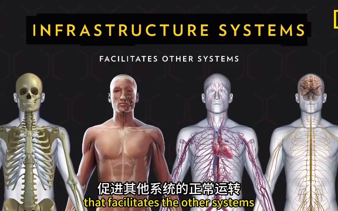 看完就懂的知识:人体怎么工作