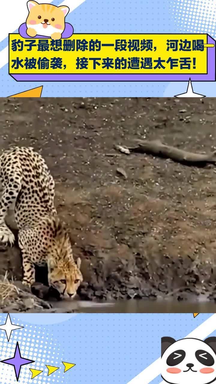 豹子最想删除的一段视频,河边喝水被偷袭,接下来的遭遇太乍舌!