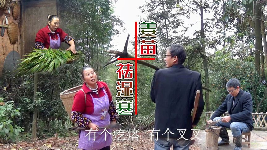 幺妈和幺叔:山上湿气重,采回松树枝和姜苗煎水泡脚,祛湿驱寒