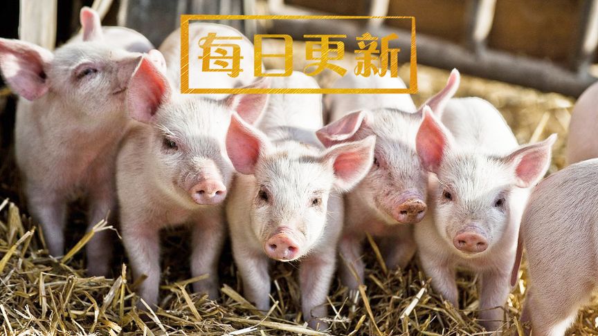 现在猪都有档案了!AI智能养猪?你见过吗