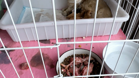 这个五一假期欢迎来猫与大叔无锡猫舍免费撸猫呀～还有小奶猫等你...