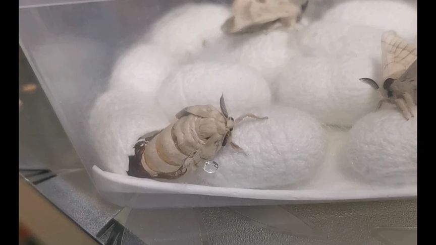 记录蚕蛹破茧过程!你若能作茧自缚,就能破茧成蝶