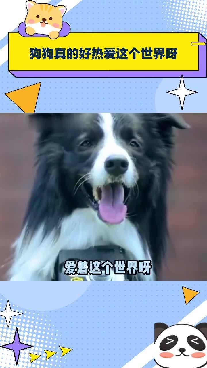 狗狗真的好热爱这个世界呀