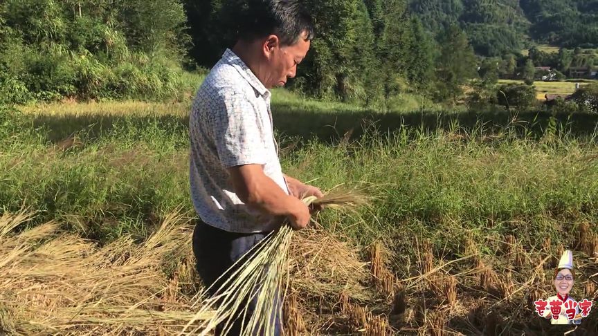 老曹将稻草变废为宝，3种用途作用大，再也别光拿来喂牛了