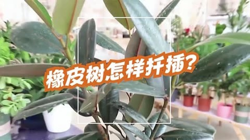 橡皮树怎样扦插从准备到移栽,每一步都有讲究