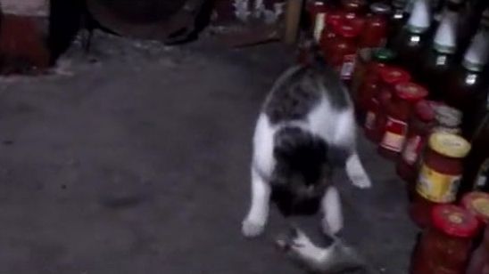 猫咪抓老鼠的全程录像,老鼠的下场确实很惨!