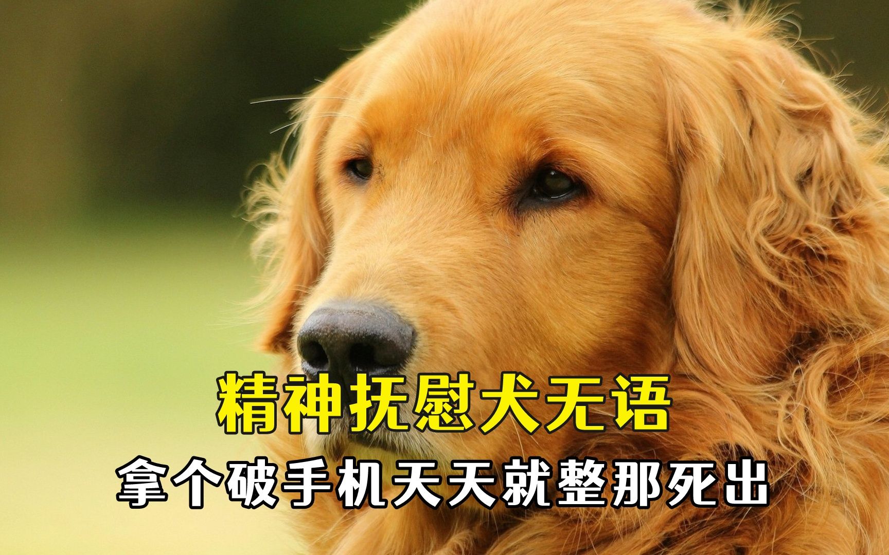 精神抚慰犬的无语瞬间,选错专业的痛