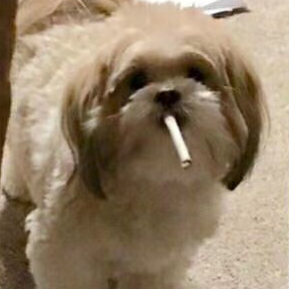 老快乐锡金 