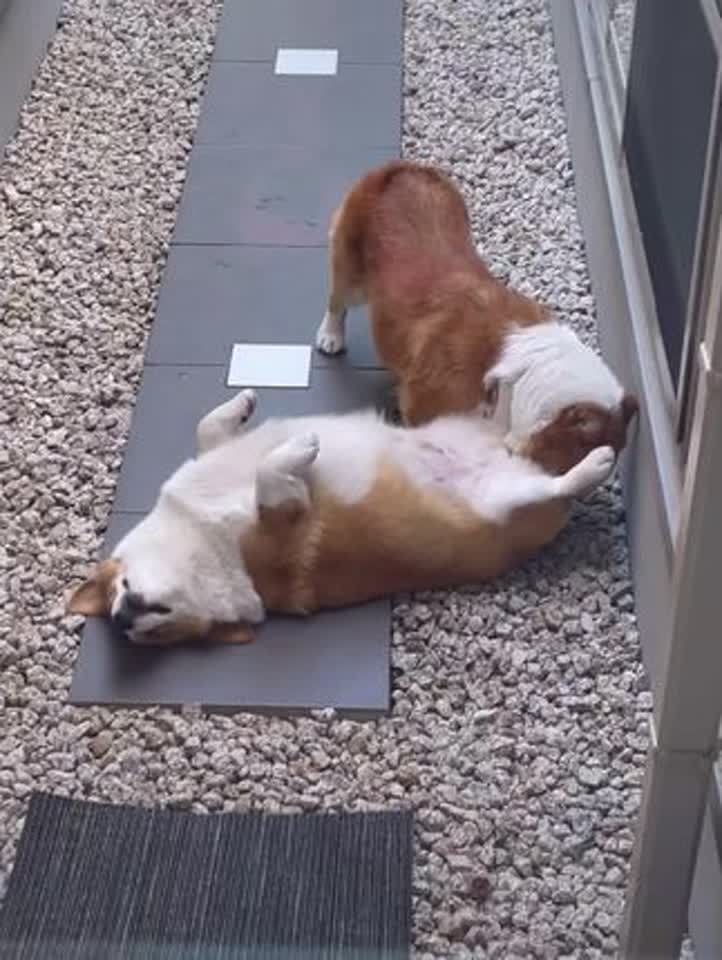 你们在干什么!#柯基 #狗狗 #萌宠 #宠物