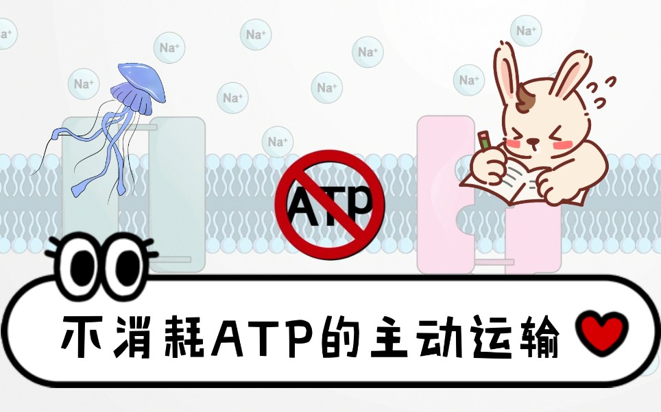 不消耗ATP的主动运输