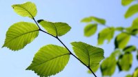 丰胸葛粉营养丰富无副作用葛根粉冲泡食用方法