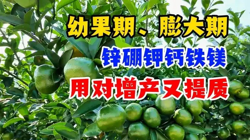 果实发育关期键!幼果时别忘了锌硼钾钙铁镁肥,用对了增产又提质