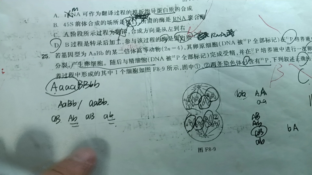 遗传③把基因型给我写出来