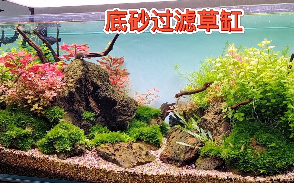 开缸不到一个月的时间,底砂过滤草缸的状态这么好,这个你能打几分?