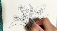 今天的线描画我是认真的!线描花卉画起来!