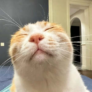 不知道在干啥的狸猫 
