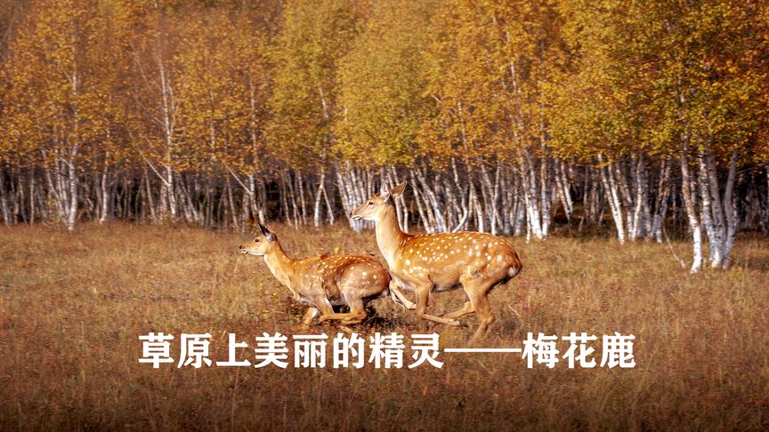 白桦林中美丽的精灵——梅花鹿