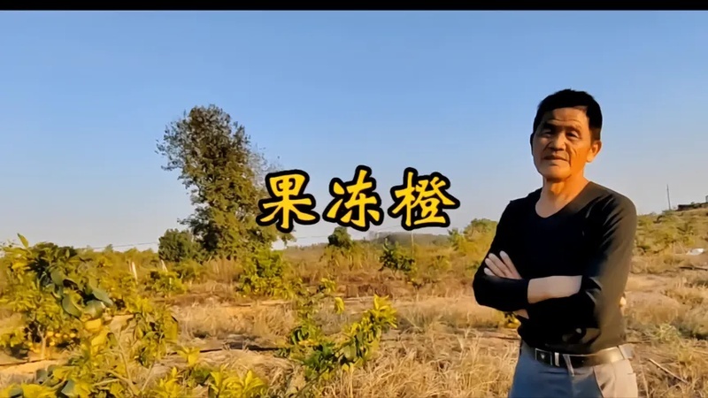 10元斤的果冻橙,要真是能管理好种出来