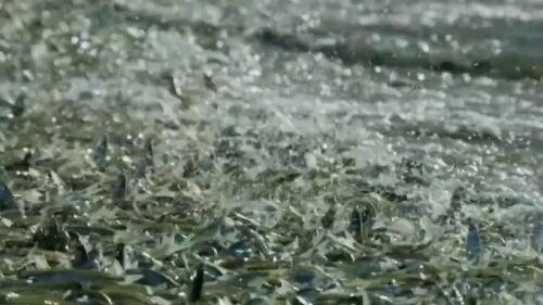 海边罕见一幕!上万条鱼儿游上岸搁浅,到底发生了什么事?