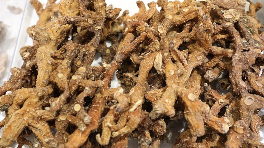 经常被应用的黄精功效良多，可调血脂、降血糖，药师讲黄精的作用
