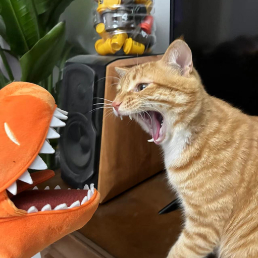 瞅瞅猜猜猜 