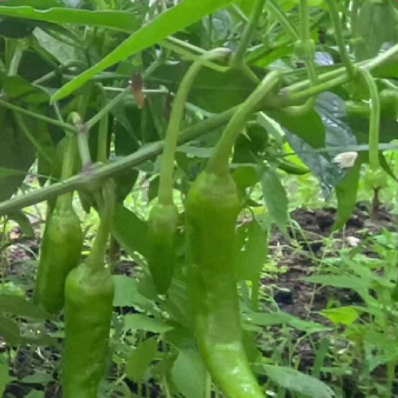 辣椒种植前期掌握这2点,后期辣椒挂满枝条多到摘不完,一学就会