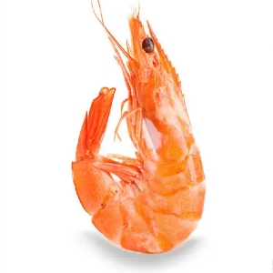 大法师和火烈鸟 