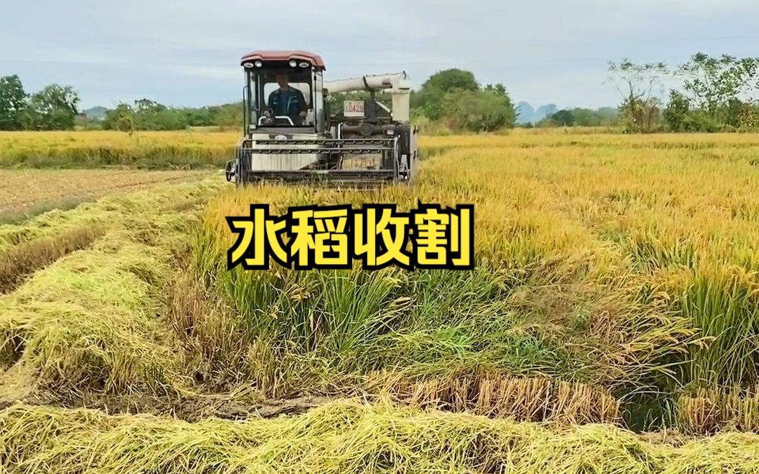 有机肥水稻种植,养分足,效果强,收割现场(一)