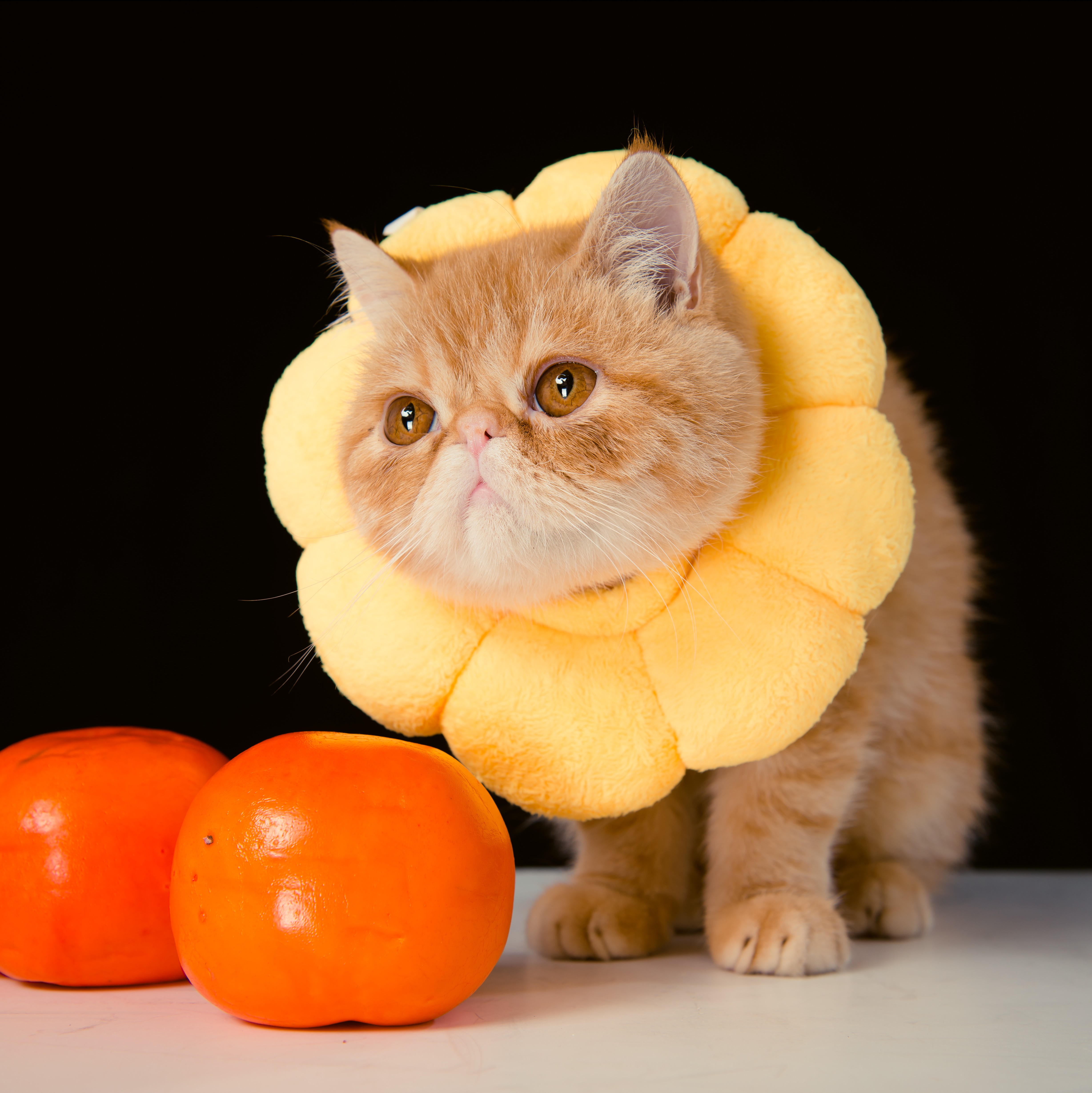 猫大人十万加 