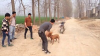 斗狗:文凯犬业:安徽省宿州市宿马园区文凯犬业种母刺客vs种母小刀...