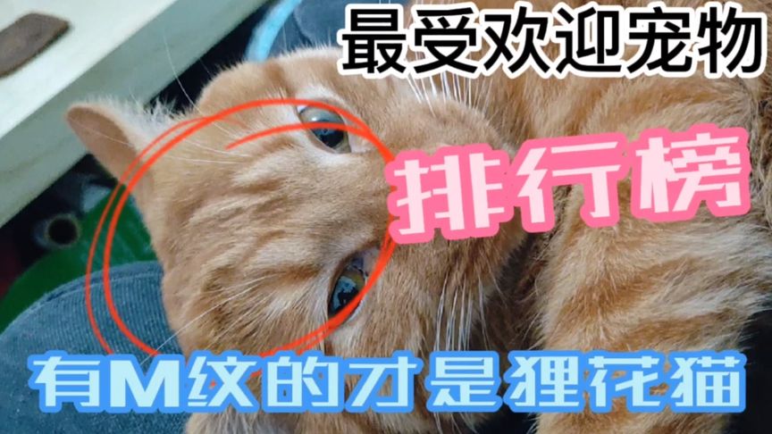 最受欢迎家养猫咪排行榜来了,你们家宝贝是哪个品种?橘猫没上榜