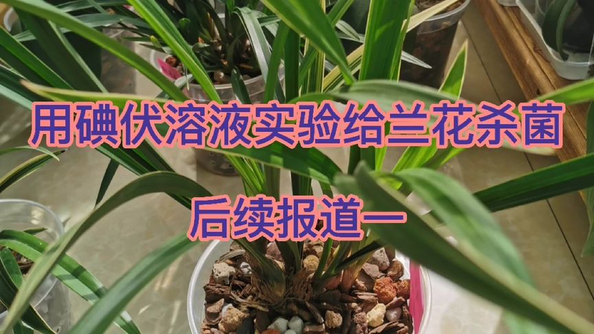 用碘伏溶液实验给兰花杀菌,已经过去了十天,杀菌效果如何呢