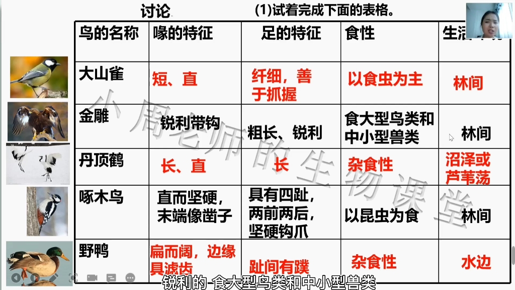 鸟重难点一:鸟的外部形态特征,根据表格总结归纳 #初中生物 #鸟 #啄木鸟
