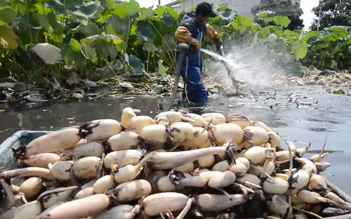 莲藕的一生|现代农业种植和收获莲藕