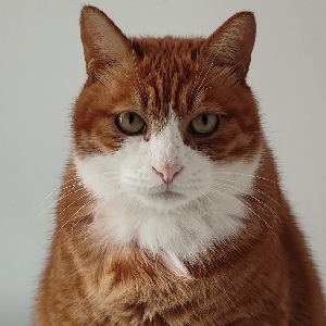焉知猫妖 