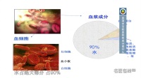 血液中引起血栓的成分是纤维蛋白、血小板吗