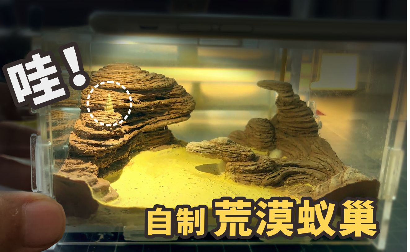 自制荒漠蚁巢!送蚂蚁一个迷你世界