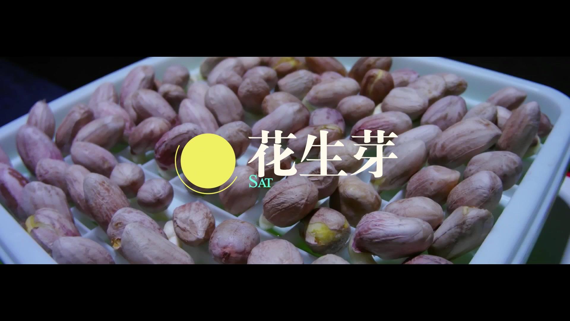 用时一周拍摄的花生发芽延时视频,建议观看!