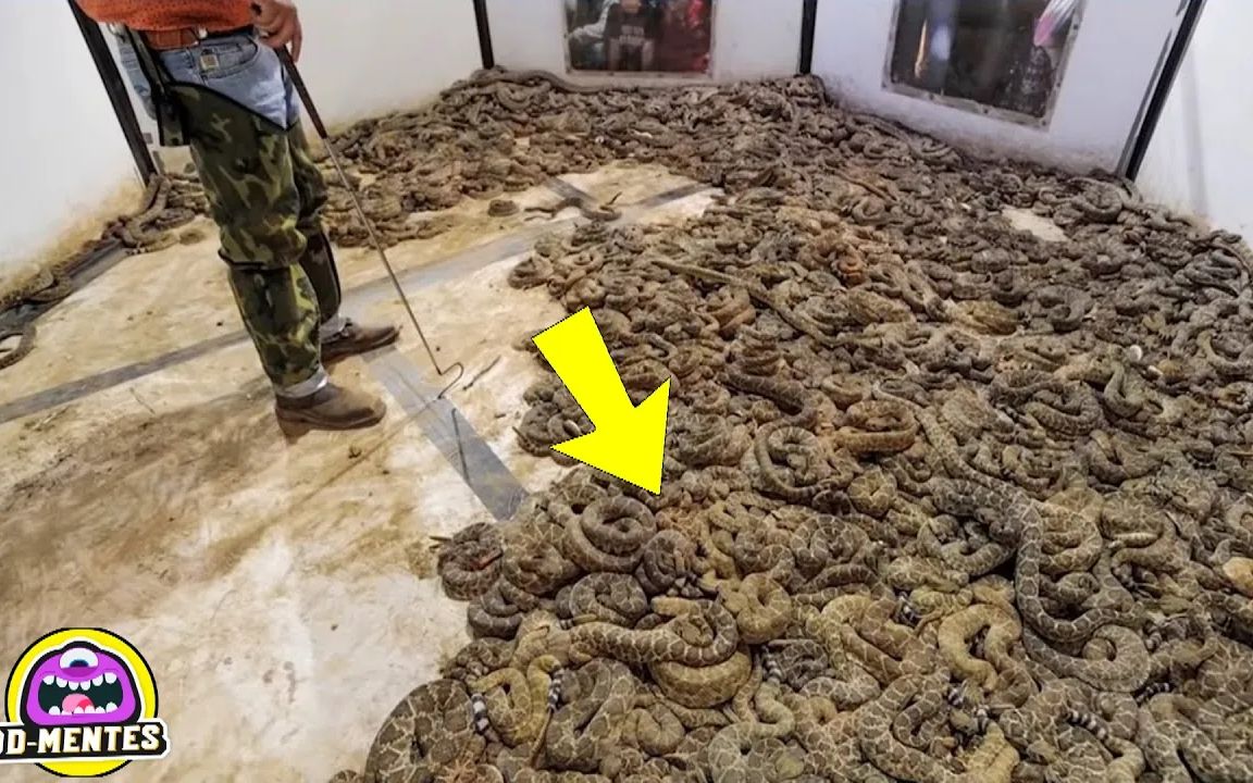 男子家里地底下传来诡异声响,打开一看让他当场吓晕!