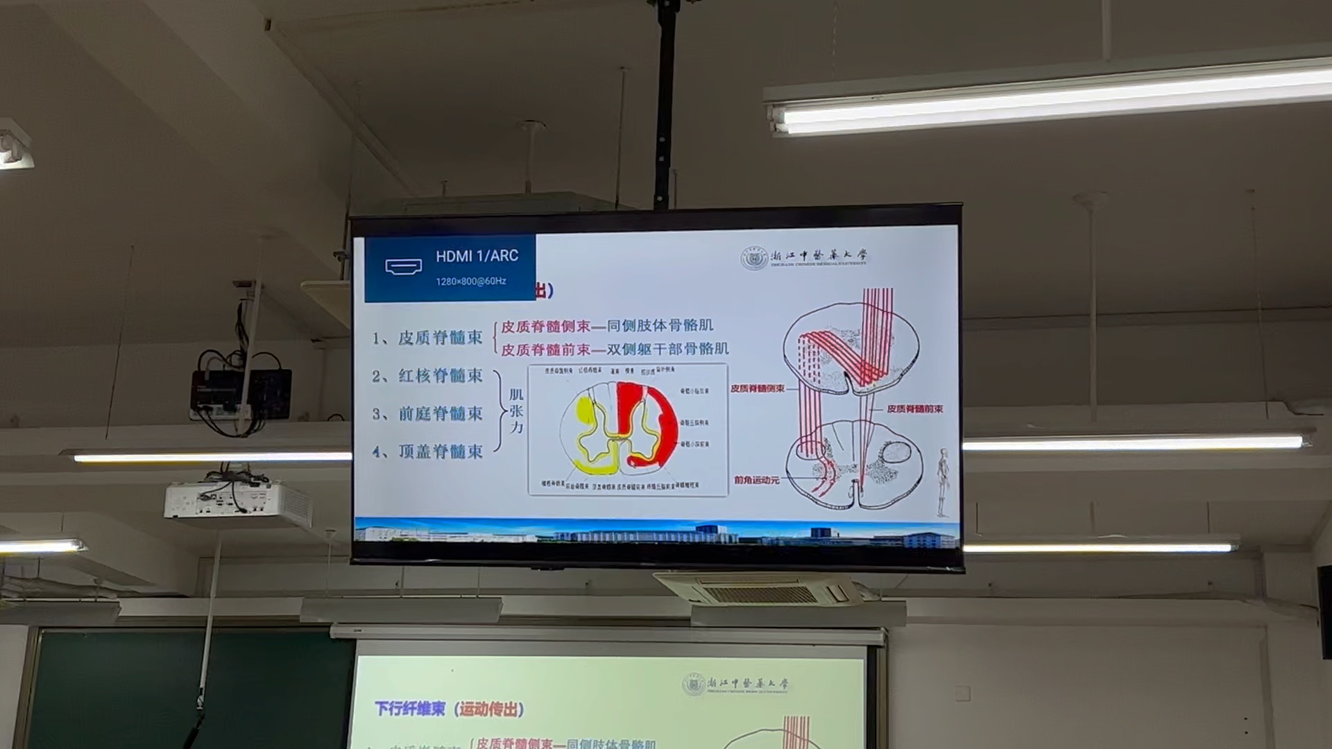 【系解】中枢神经系统3