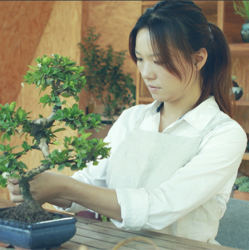 祖来说bonsai 
