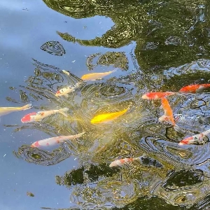 双语充电君 