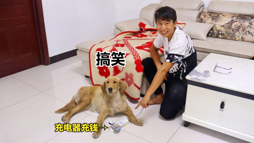 小伙没钱给金毛买肉吃,它却把银行卡插在充电器上充钱,真是搞笑