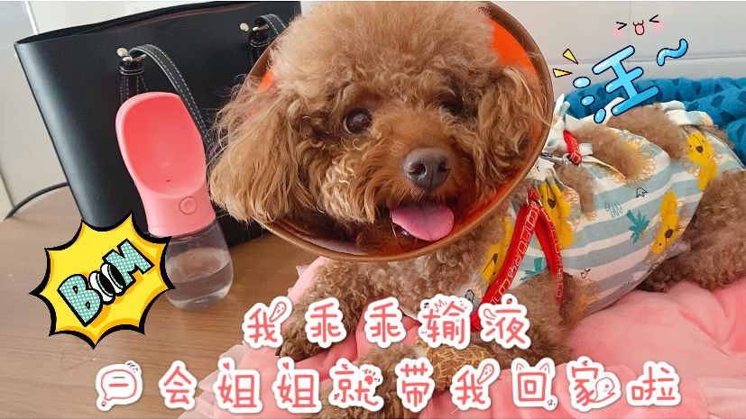 泰迪狗手术后输液,主人全程陪着它,真是太幸福了