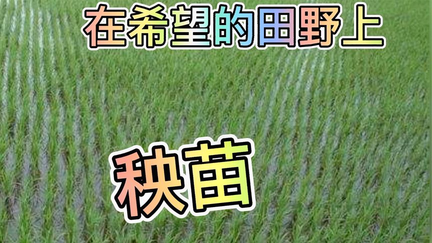 稻谷的一生历程——在希望的田野上