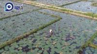 潮州“芡实”熟了!一起来尝芡实甜汤咯